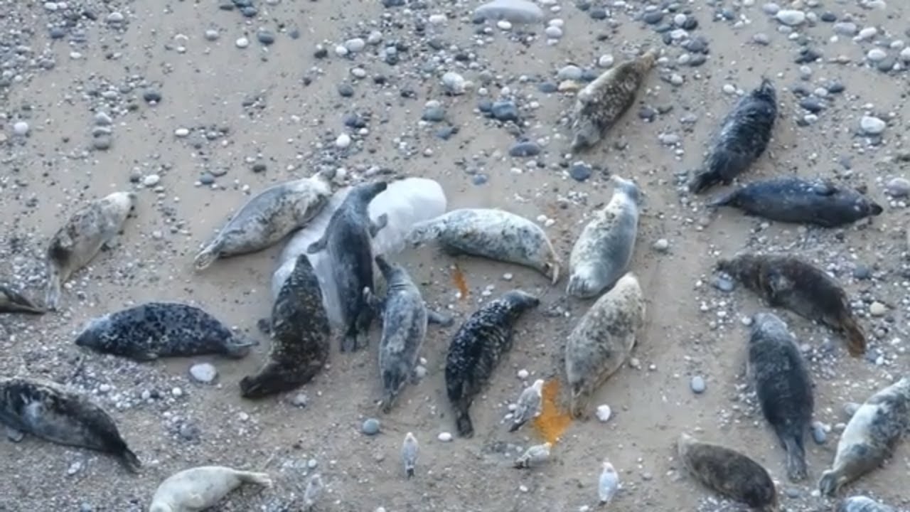 Tuesday morning seals - 5th March 2024 - YouTube