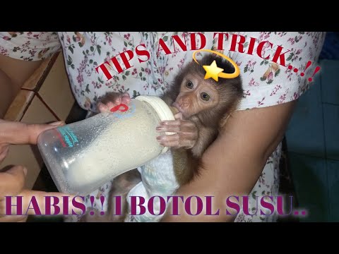 HOW TO BREASTFEED BABY MONKEY?? | CARA MENYUSUI MONYET YG TIDAK MAU NYUSU (DI BEDONG KAIN)!!..