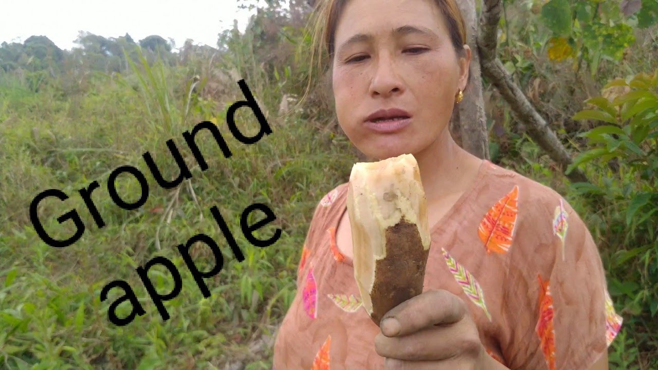 harvest Ground Apple //groundapple farming //yacon nagaland farming ...