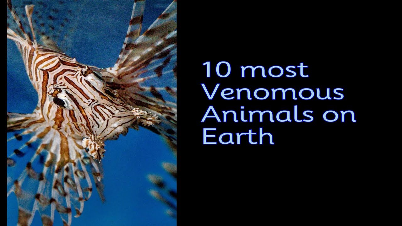 10 most venomous animals on earth - YouTube