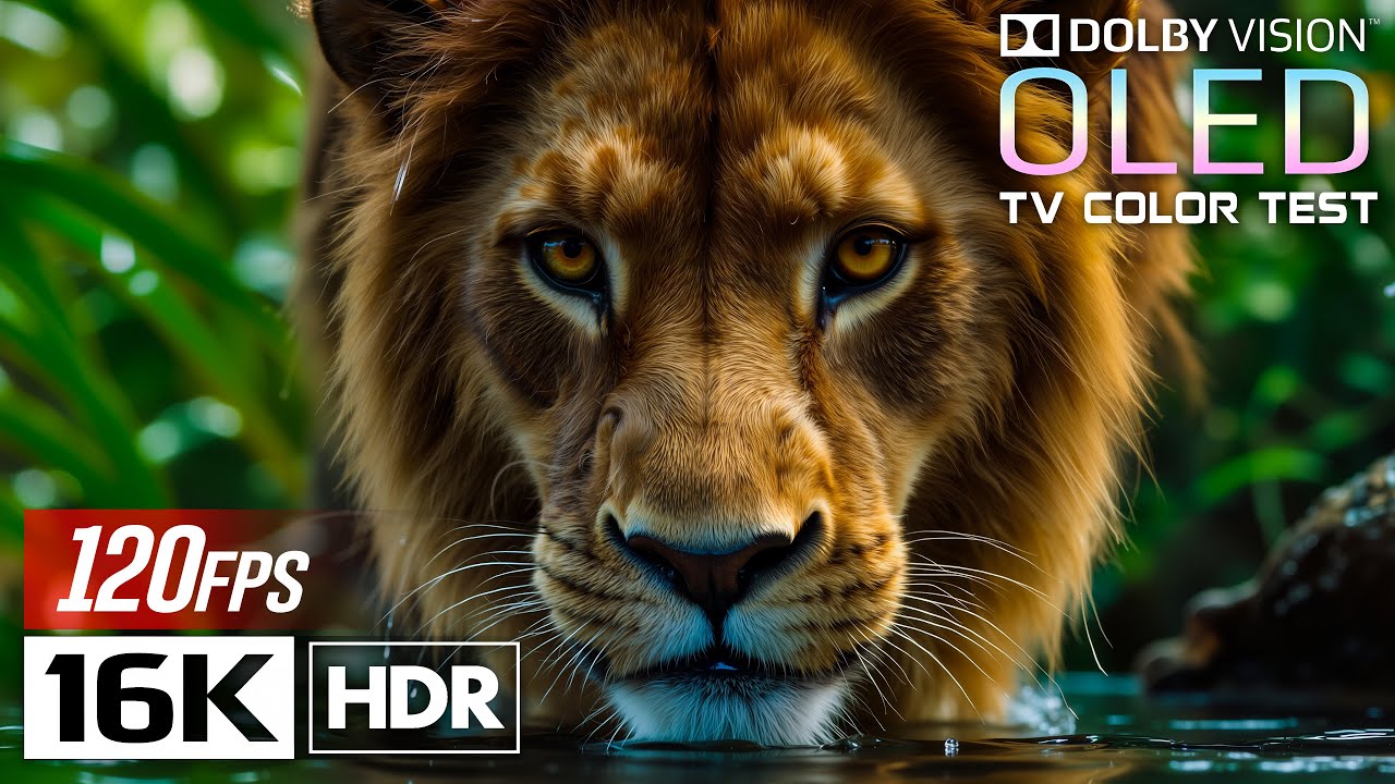 Best 16K HDR 240fps for OLED TV - Stunning Dolby Vision (Color That ...