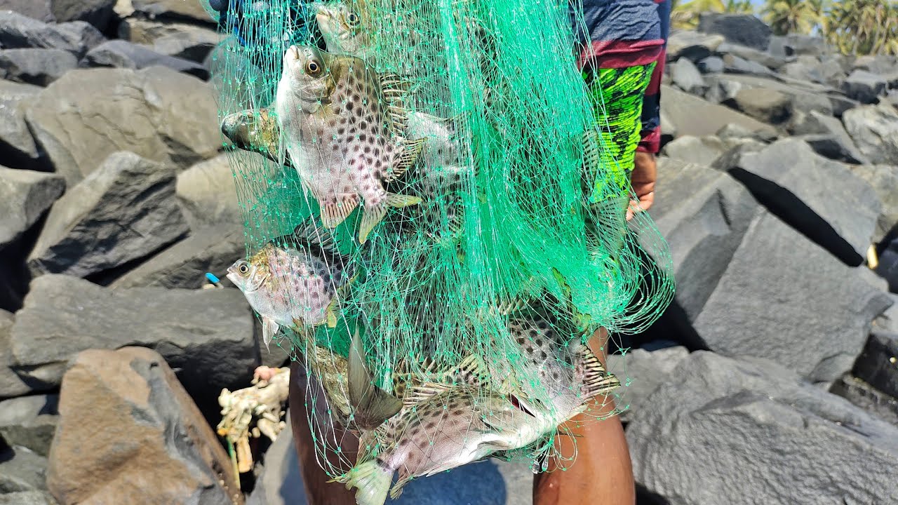 Traditional Castnet fishing | Spotted scat fish and blue puffer fish ...