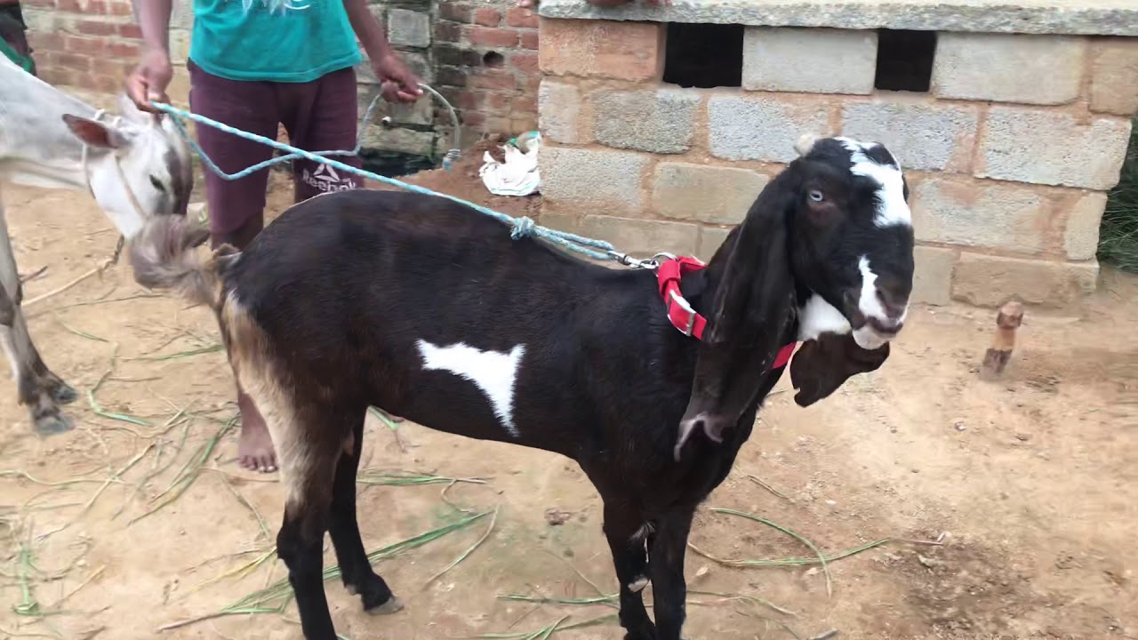 Jamunapari pure goat heavy length - YouTube