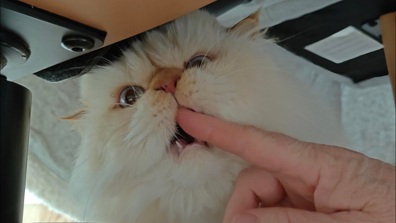 Fat Boy tests out his teeth on Dad's finger 🥰 - YouTube