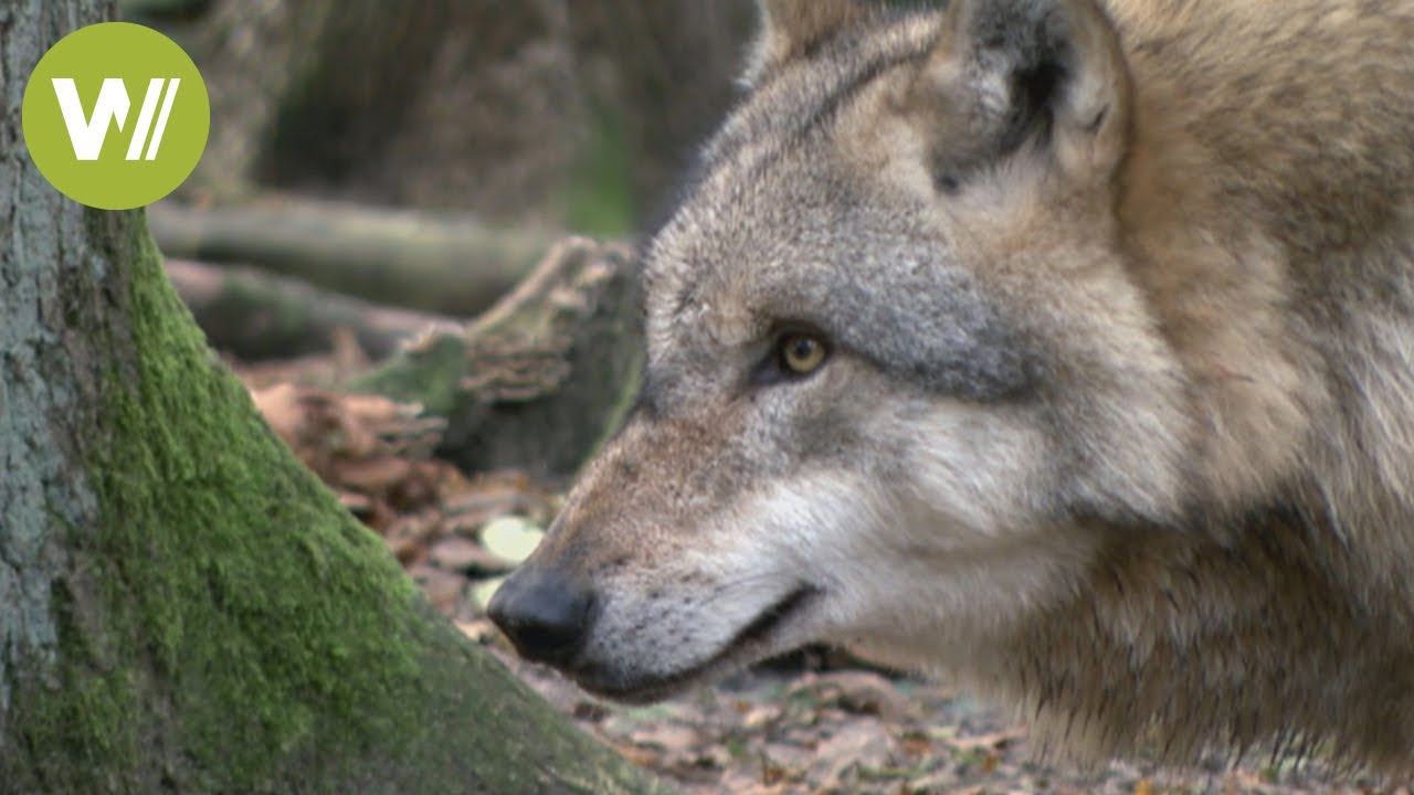 Wölfe in den Wäldern Norddeutschlands (Wolfcenter Niedersachsen) - YouTube