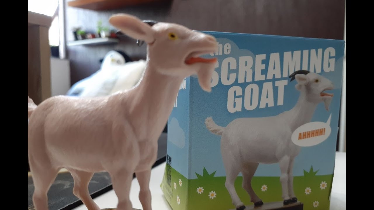 CABRA GRITANDO! | Screaming goat - YouTube