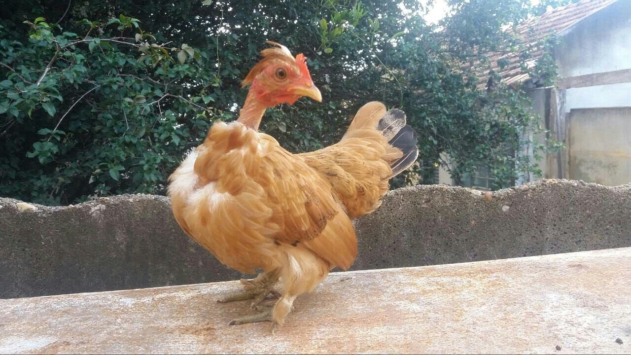 Criação de galinha garnize (criação do Luiz) - YouTube