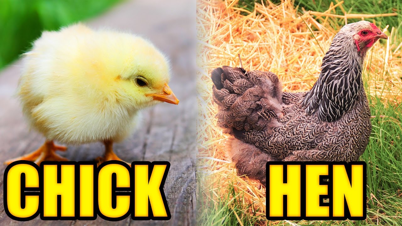 CHICK & HEN SONG FOR KIDS - YouTube