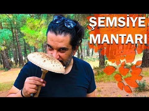 Şemsiye Mantarı ( macrolepiota procera )