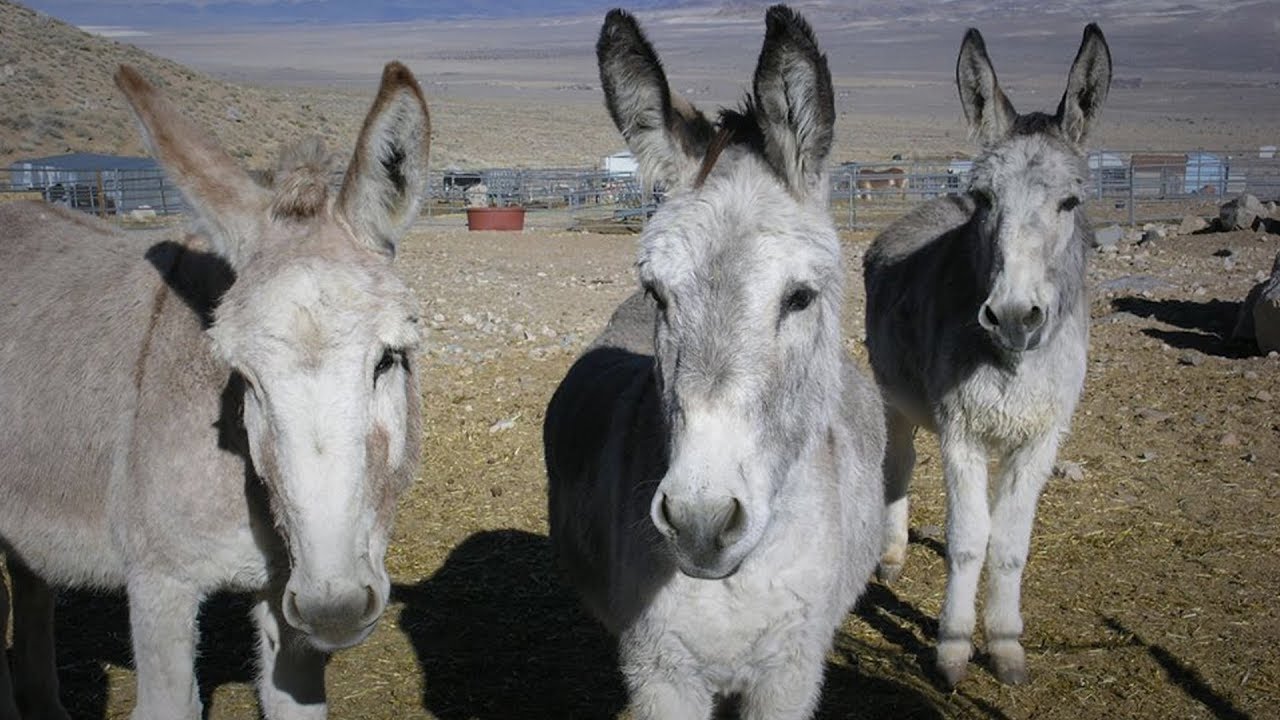 Burros y Mulas Cap 358 - YouTube