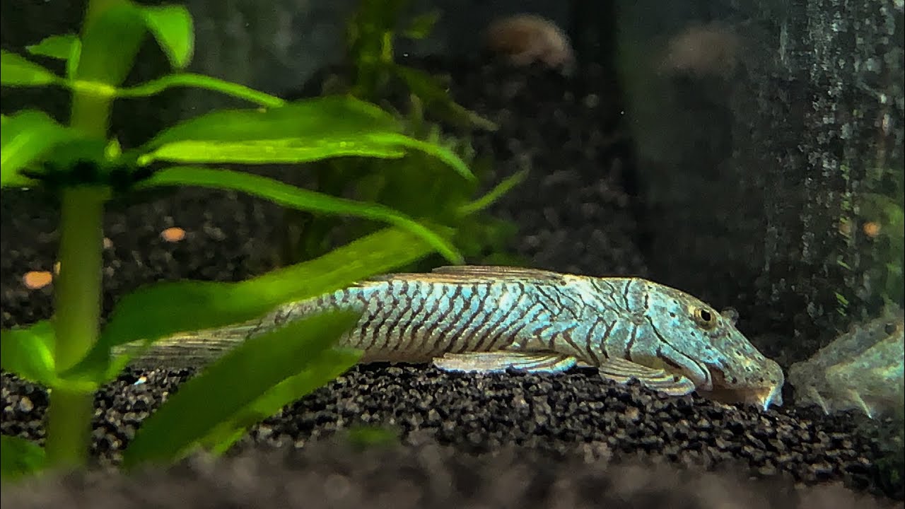 Rubber Lip Pleco Max Size