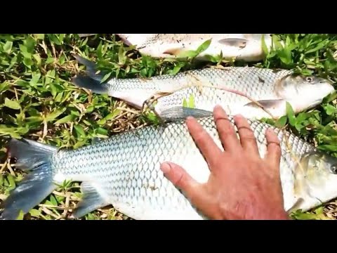 PESCA COM ESTILINGUE/BALADEIRA SLINGSHOT FISHING E BALESTA 120 LIBRAS ...