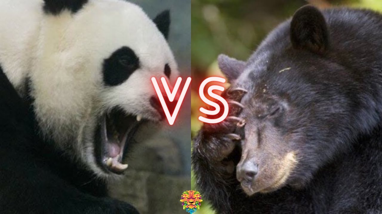 Giant Panda VS Black Bear! Who Will Win The Fight?! - YouTube