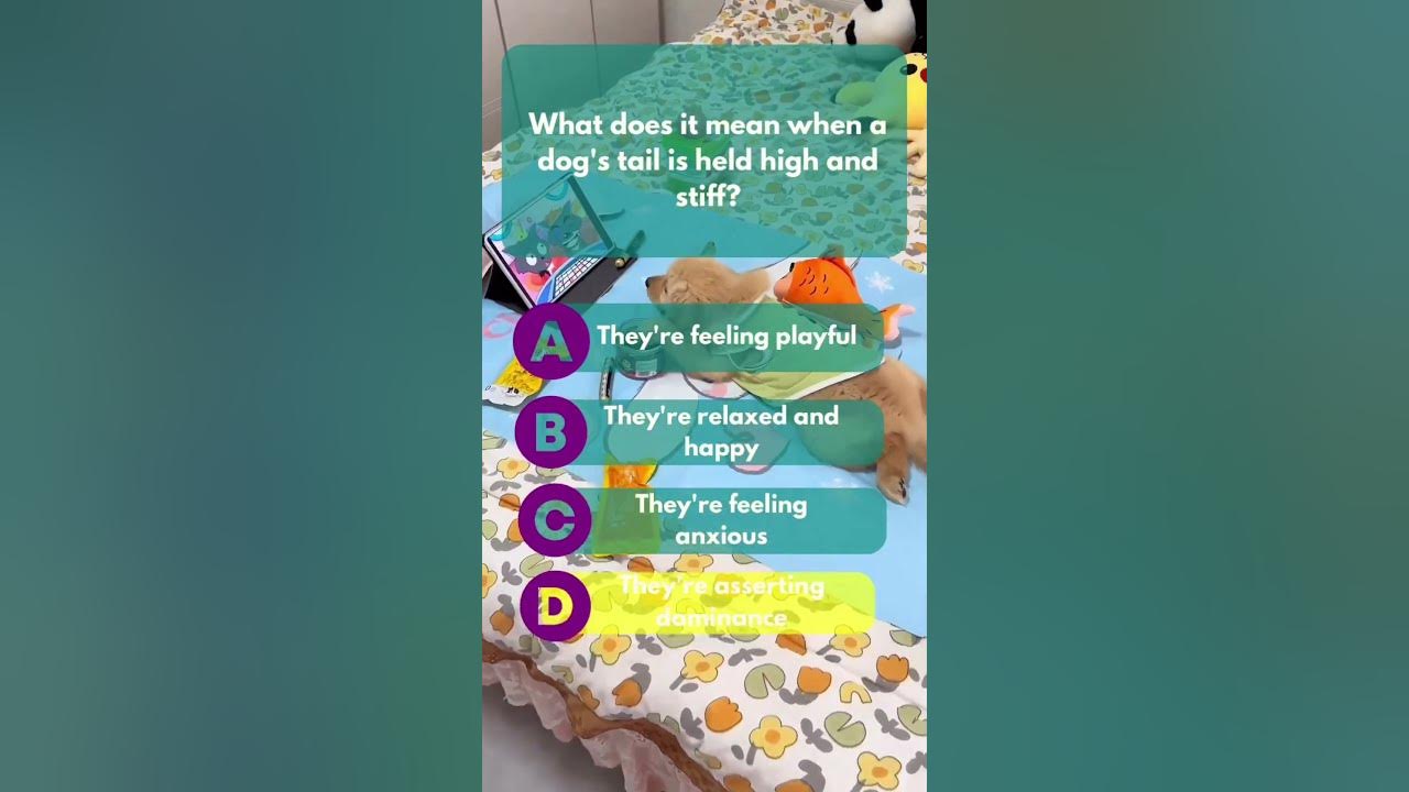 Can you decode your dog’s body language? 🐶 #dogs #doglover #trivia ...