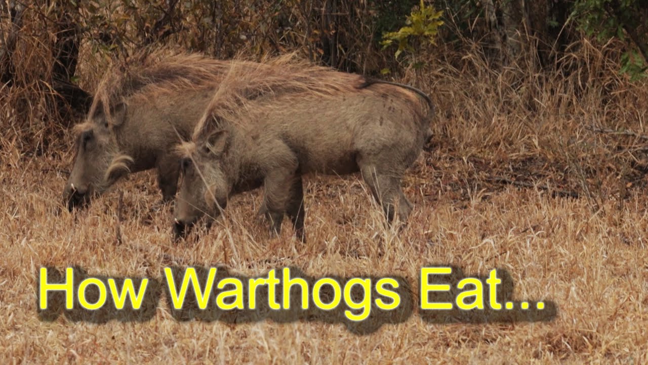 Discover The Fascinating Eating Habits Of Warthogs In South Africa ...