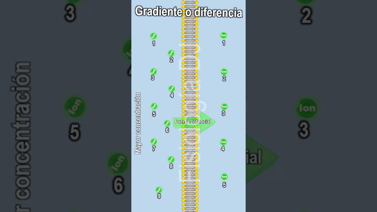 Gradiente De Concentración