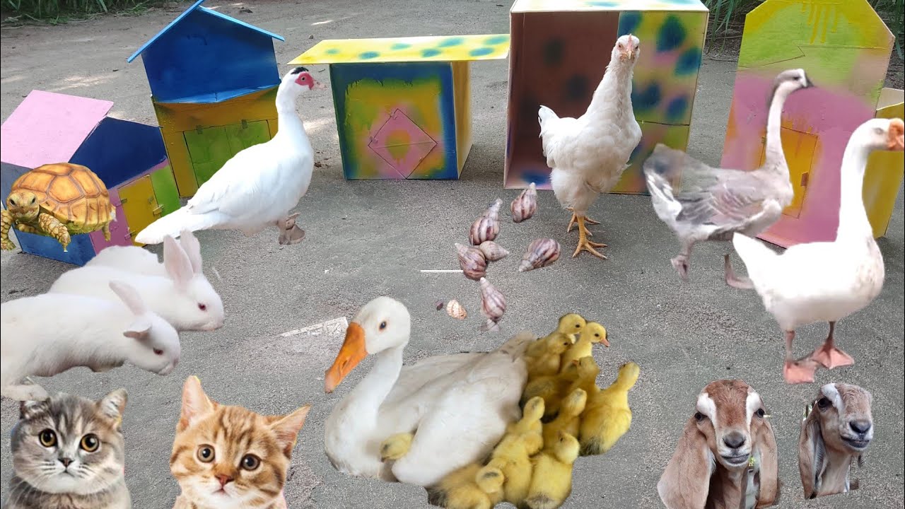 Menemukan Hewan Lucu,Cacing,kaki seribu,bekicot,ayam Rainbow gokil ...