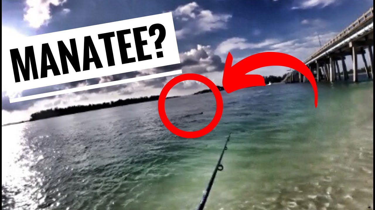 I SEEN A MANATEE! - (Florida Beach Fishing) - YouTube