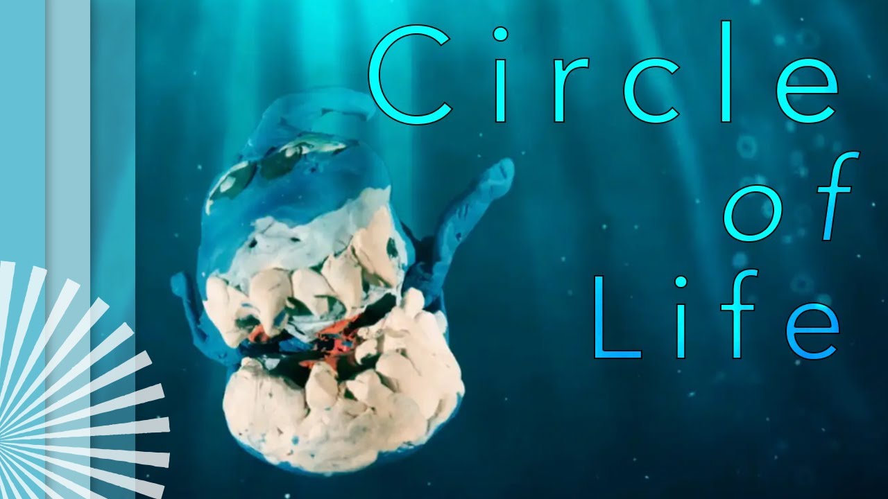 Circle of Life | Kids short film | Animation - YouTube