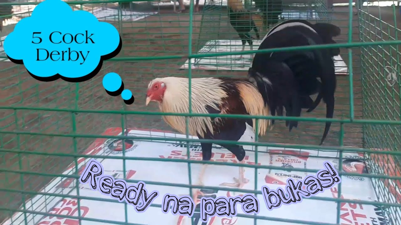 5 Cock derby🐓! Ready na para bukas Goodluck mga kasabong#gamefowl # ...