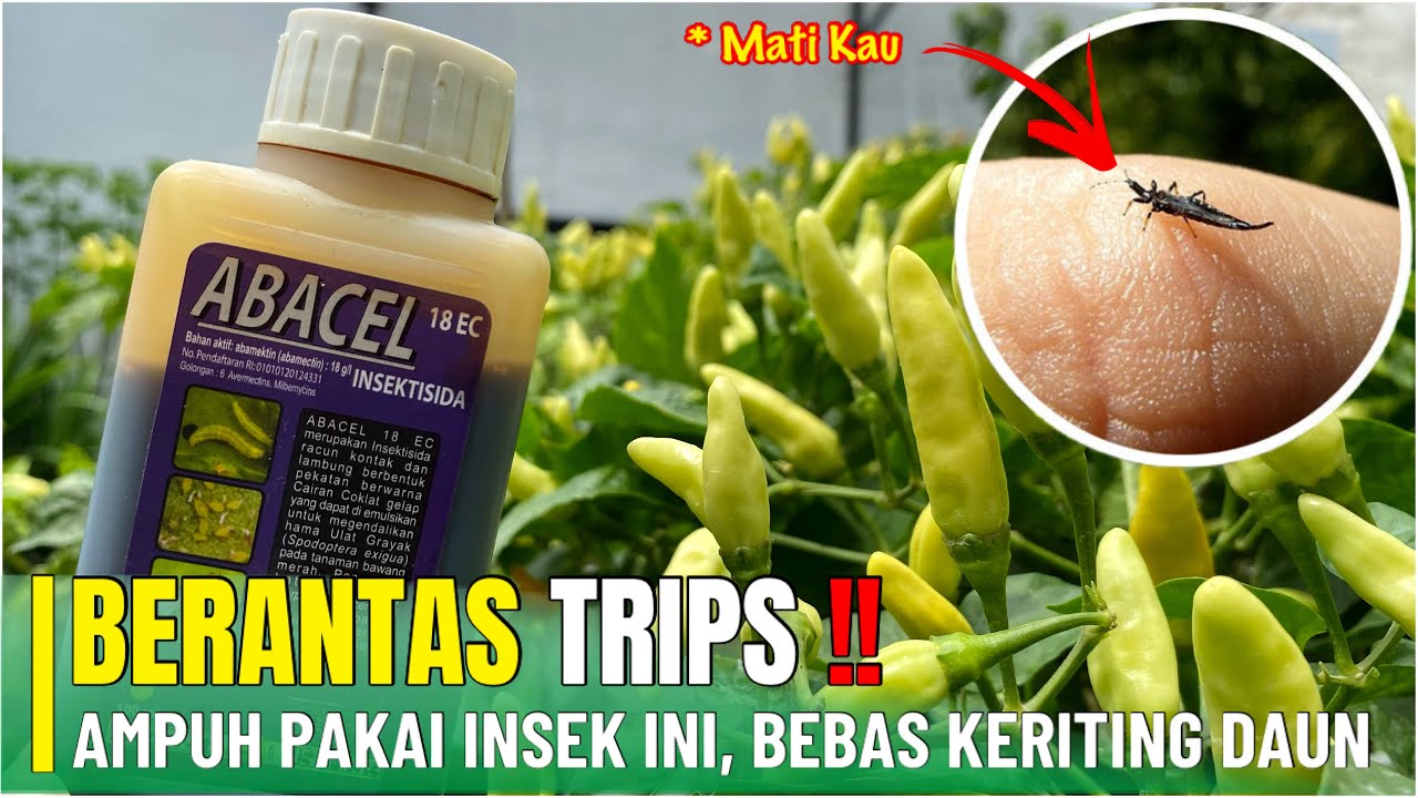 PAKAI INI⁉️ Insektisida Ampuh Membasmi Hama Trips Penyebab Daun Cabe ...