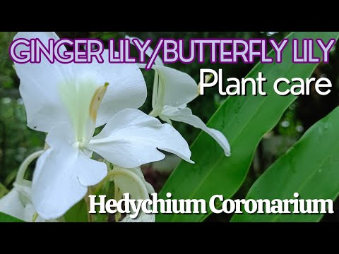 How To Care For White Ginger Plant