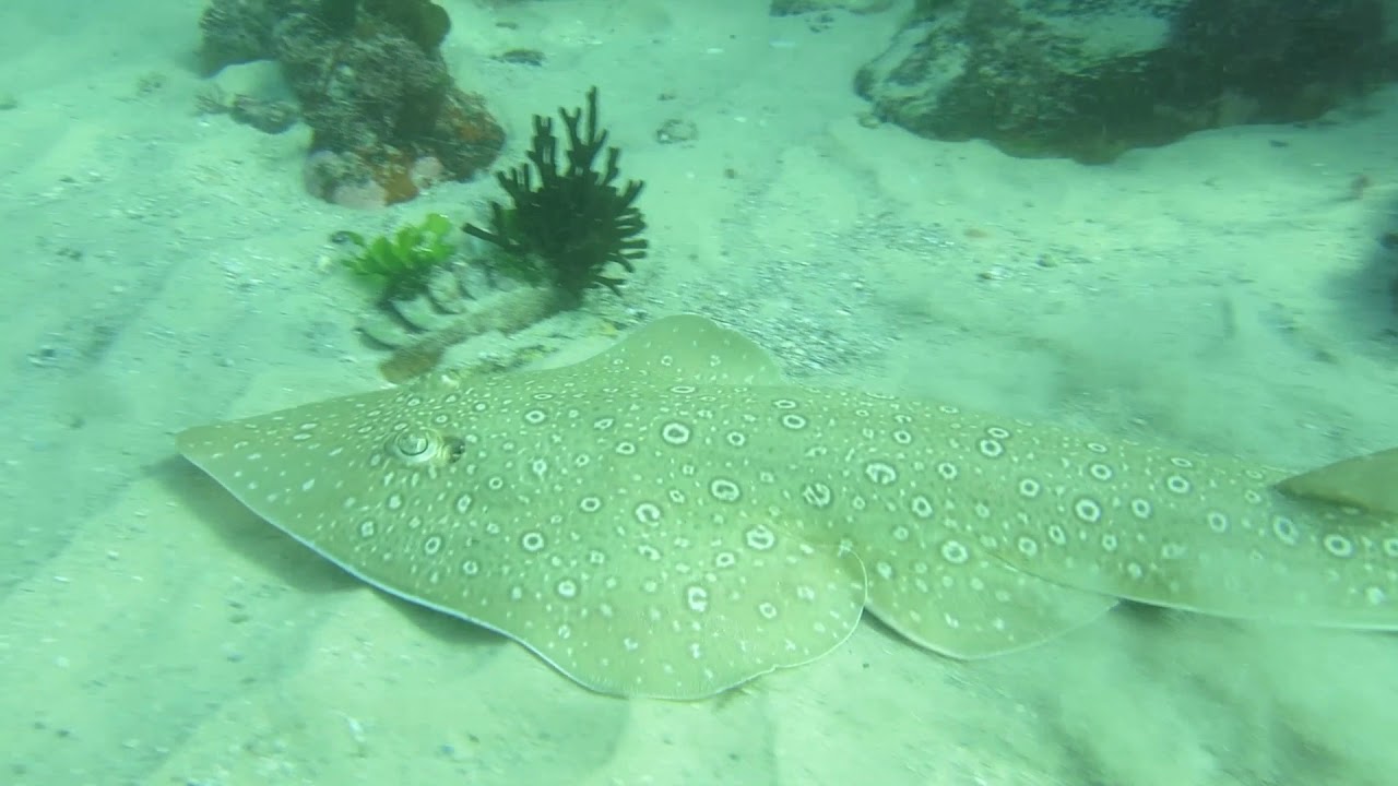Lesser Guitarfish (Rhinobatos annulatus) near Long Beach, Simon's Town ...