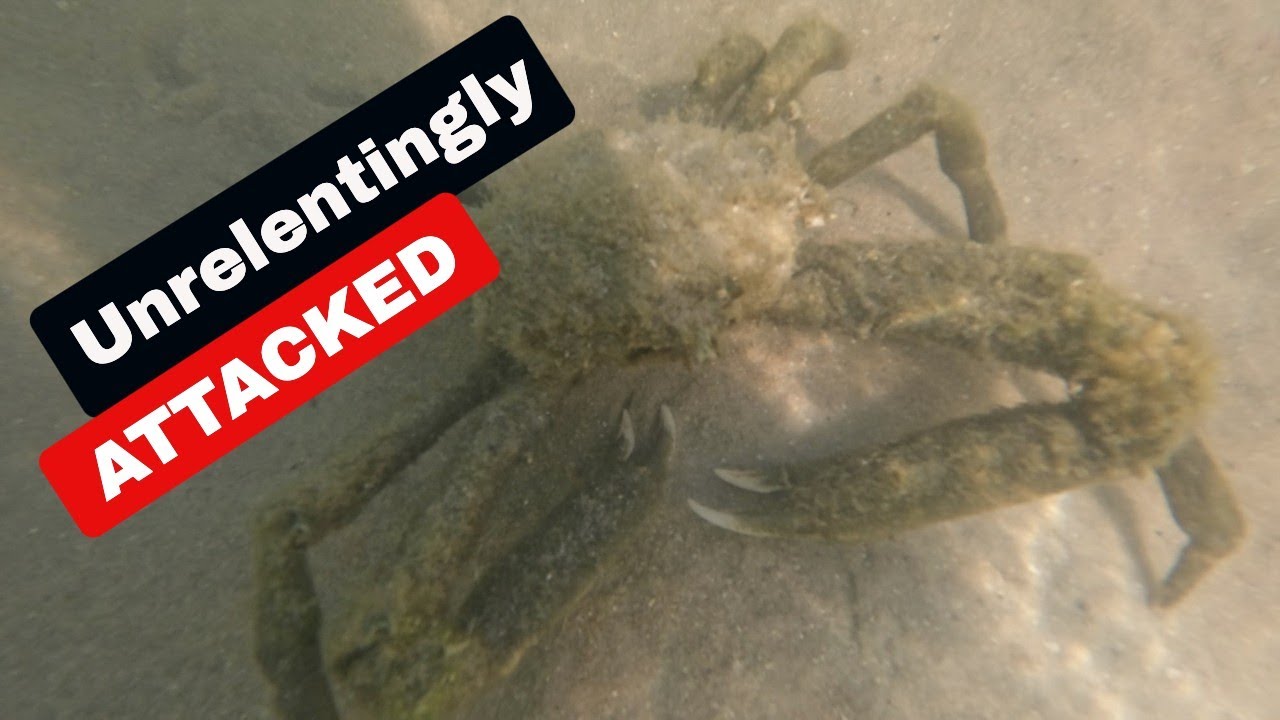 Get ATTACKED While Fishing! All The Fun Stuff At The Beach! - YouTube