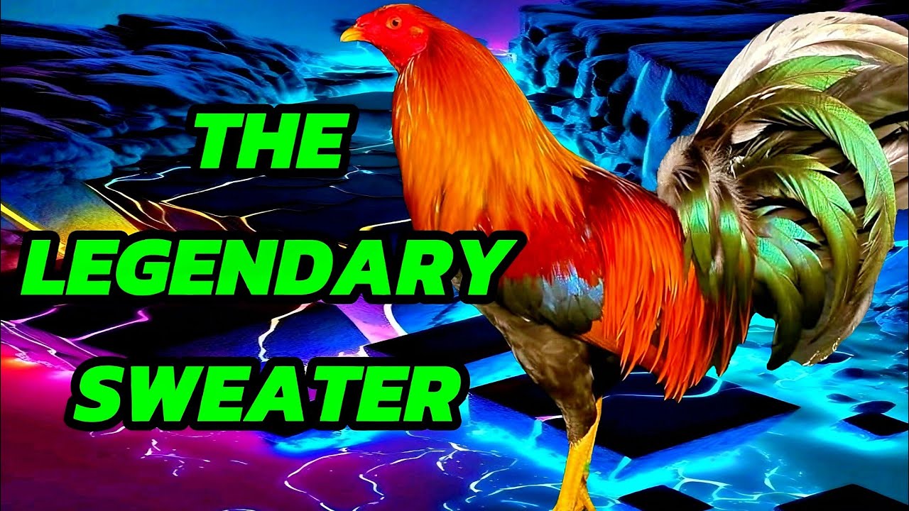 SWEATER GAMEFOWL: LEGENDARY BLOODLINE, UNSTOPPABLE FIGHTERS! - YouTube
