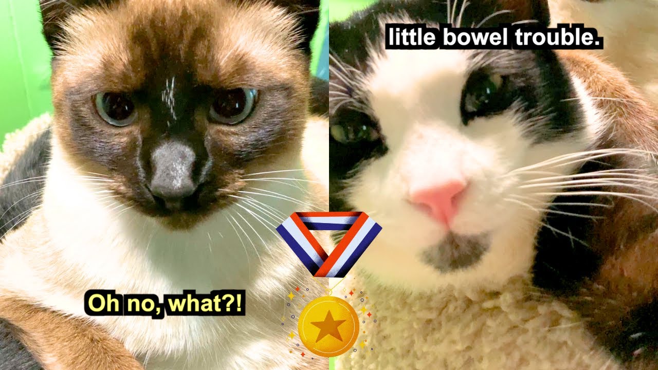 Cats Talking to Each Other at OLYMPICS Meme | 🤣 FUNNY Cat Voice Over ...