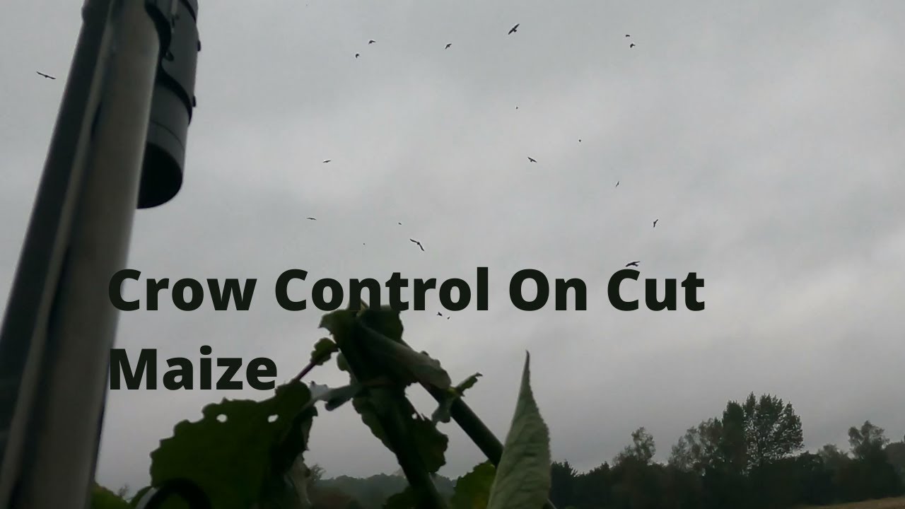 Crow Control On Cut Maize. - YouTube