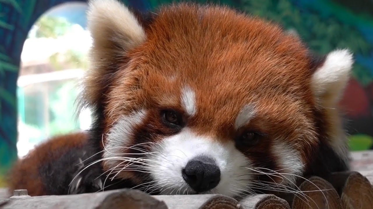 【red panda】A relaxing afternoon break - YouTube