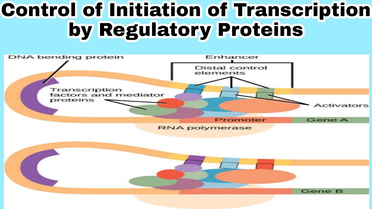 control of transcription initiation by regulatory proteins (regulation ...