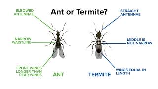 Termite Size Comparison