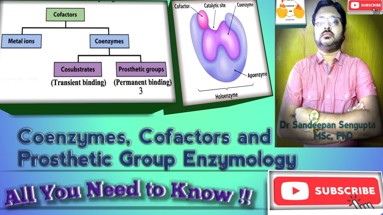 Coenzymes, Cofactors and Prosthetic Group ( In Detail with PPT ...