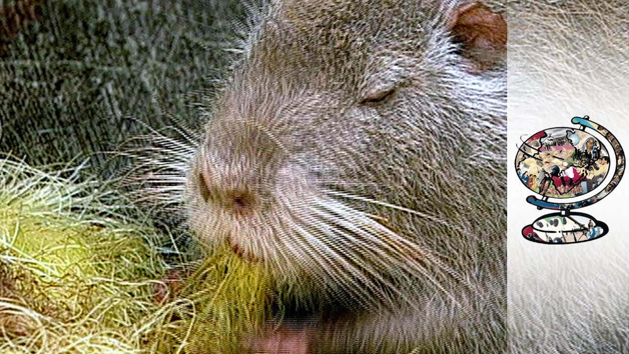 Why Did The Thai Giant Rat Trade Collapse? - YouTube