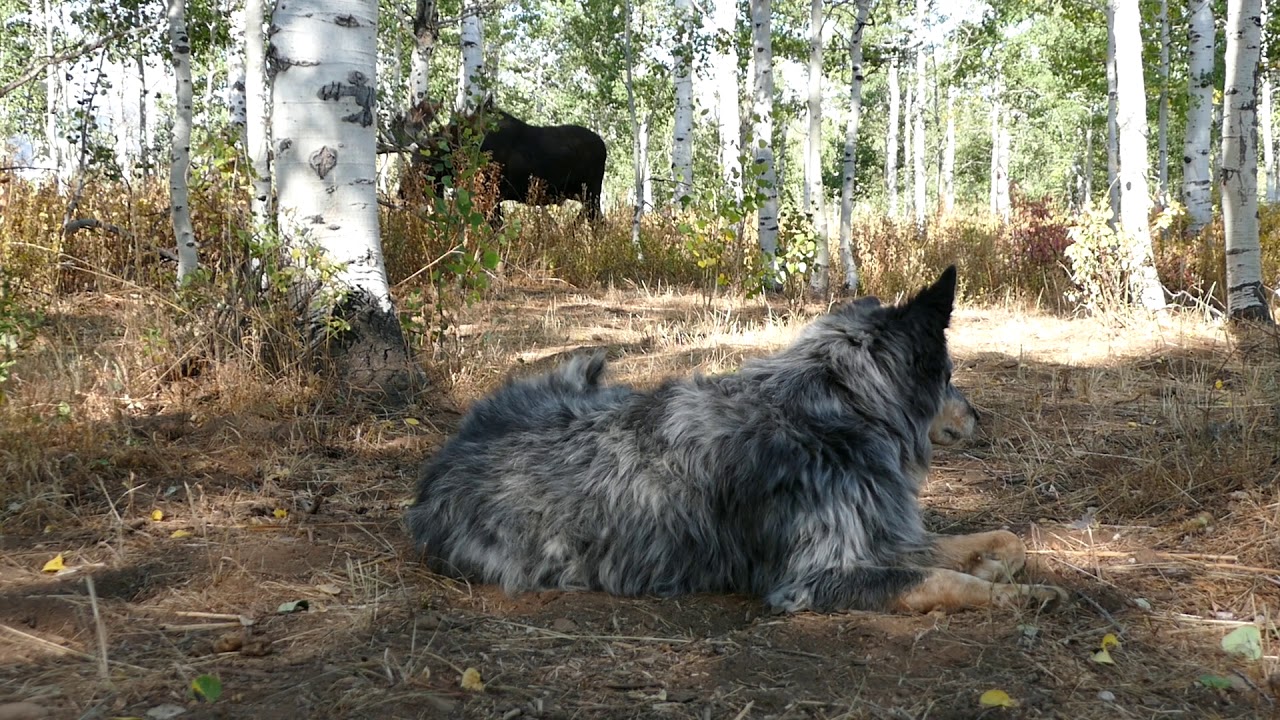 "Sleepy Moose"wanders into camp for Lunch Break - YouTube