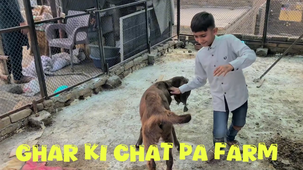 Ghar Ki Chat Pa Farm | Chat Pa Pala Bakaray | #youtube #malikzarrar17 # ...