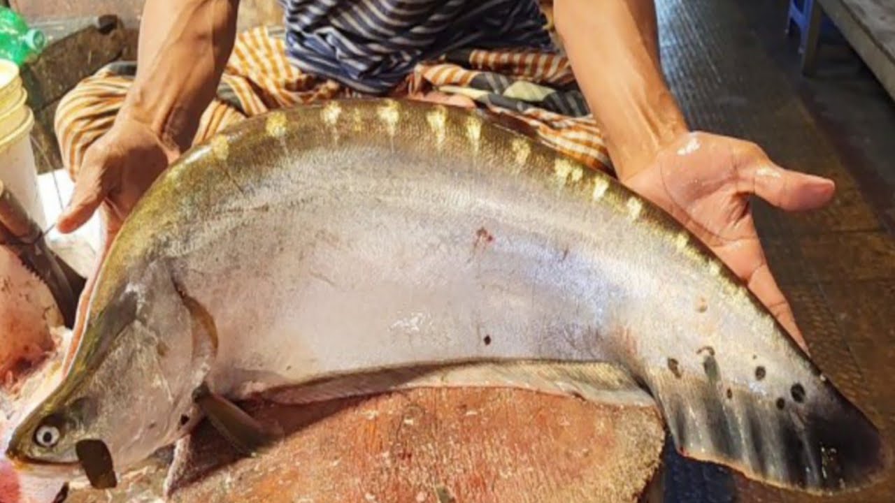Amazing Cutting Skills - Big Chital Fish Cutting Live in BD Fish Market ...