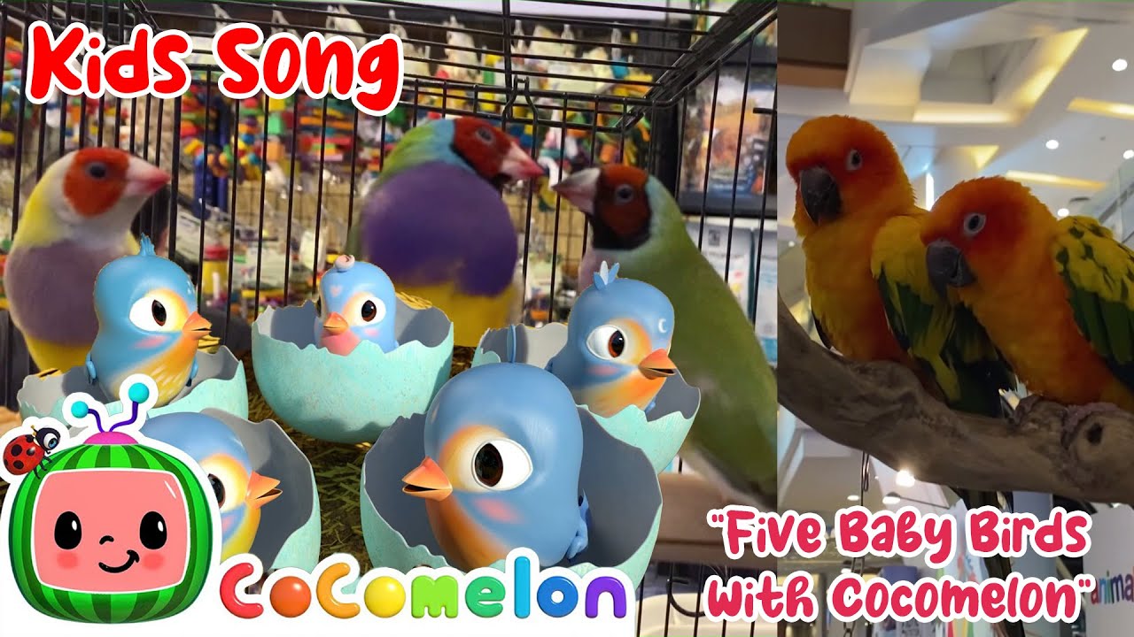 Cocomelon Sing a Song "Five Little Birds" Nursery Rhymes Kids Song ...