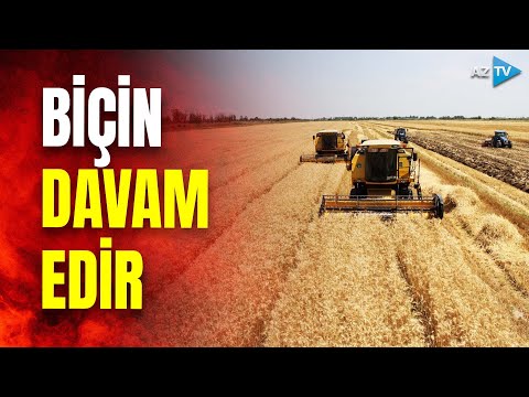 Arpa biçini yekunlaşdı, hazırda buğda biçilir - Təsərrüfat sahəsindən REPORTAJ