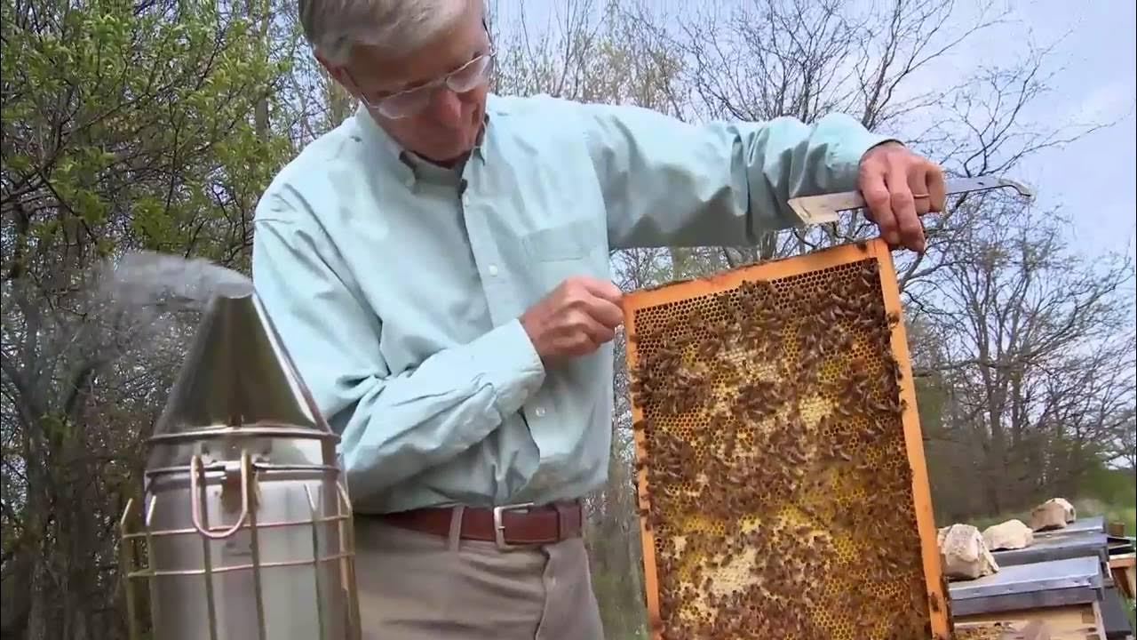 Queen of the Sun: What Are the Bees Telling Us? (2010) - Official ...