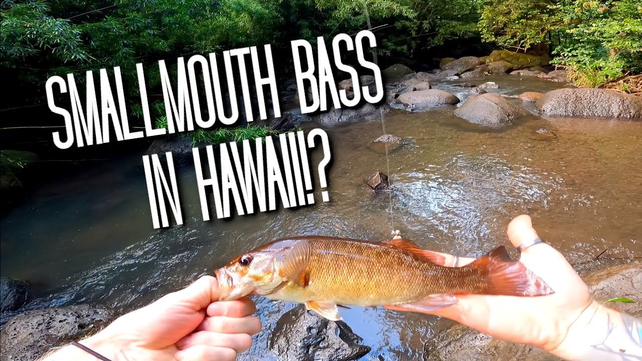 MICRO Creek Fishing In HAWAII! - YouTube