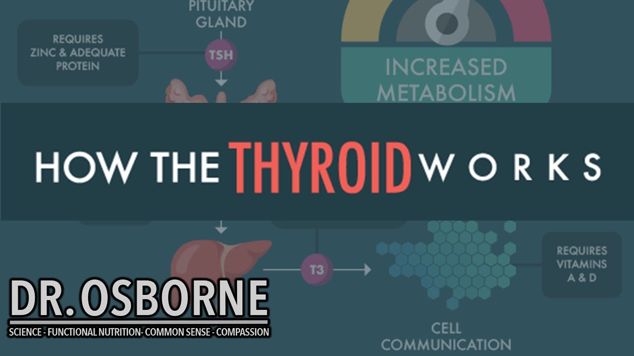 How The Thyroid Works - YouTube