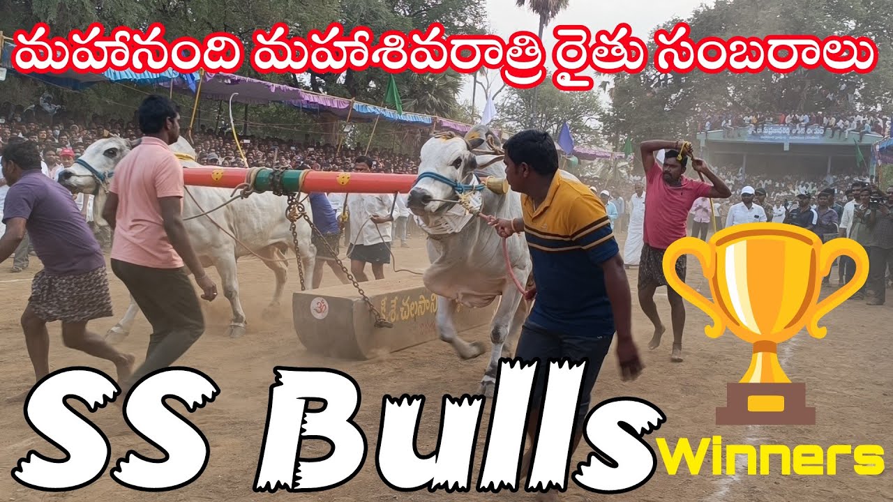 SS BULLS / 1st Place 🏆 మహాశివరాత్రి రైతు సంబరాలు/MAHANANDI BULLS RACE ...