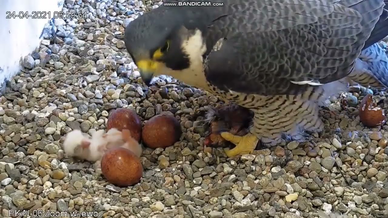 Peregrine Falcon try to feed a new hatched baby - YouTube