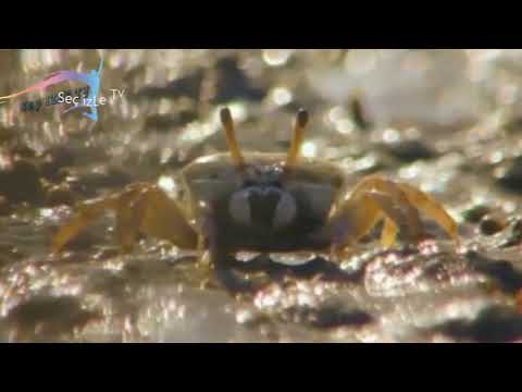 2018 Full Belgesel izle Vahşi Yaşam Belgeseli izle Hayvanlar