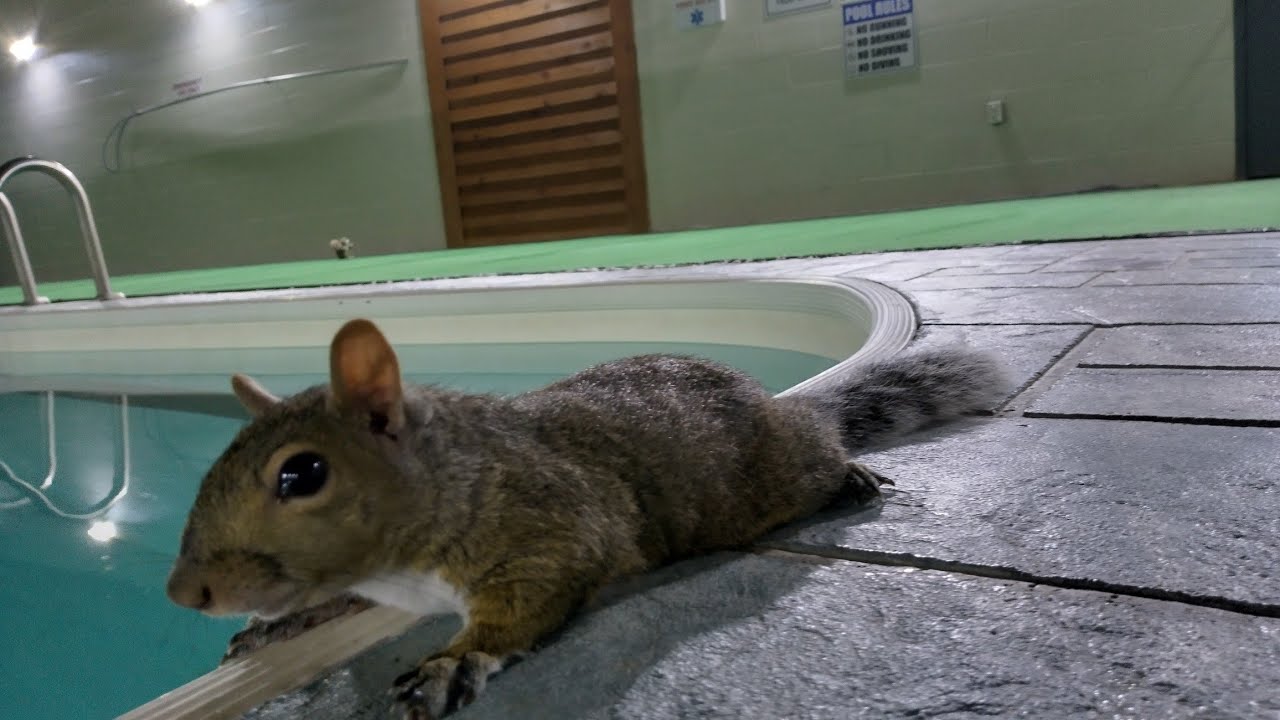 Squirrel spa time. - YouTube