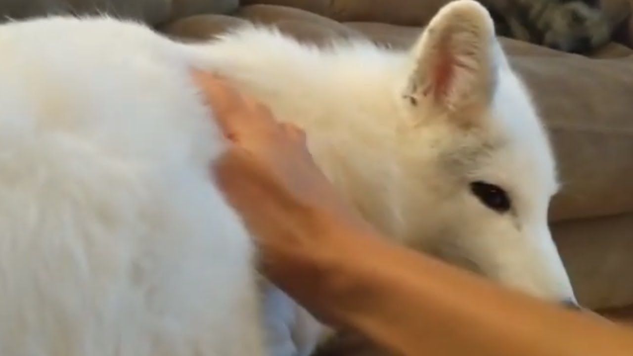 Petting a Pet Fox - YouTube