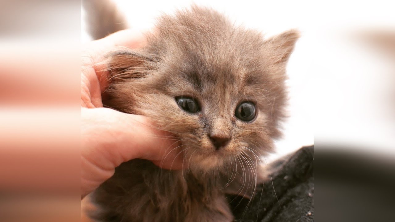 Rescue Super Cute Tiny Kittens Are So Precious, Fluffy and Feisty - YouTube